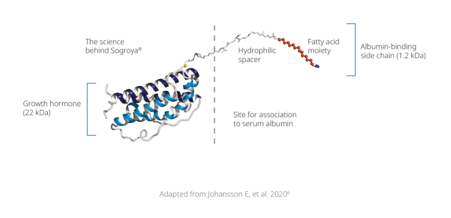 Mechanism of action Sogroya® (somapacitan) | Novo Nordisk Portal